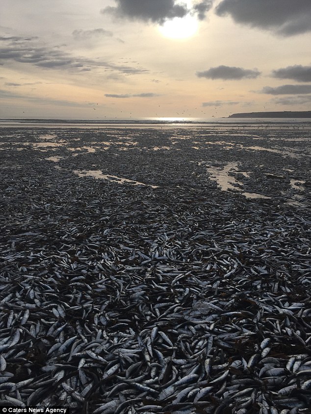 The Big Wobble : Tons more fish die around the world with hundreds of ...