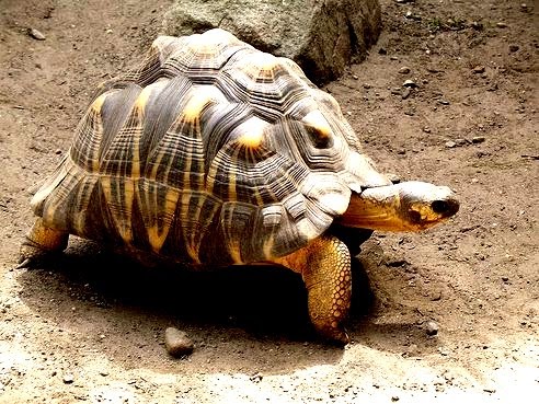 The Flying Tortoise: World Turtle And Tortoise Day...