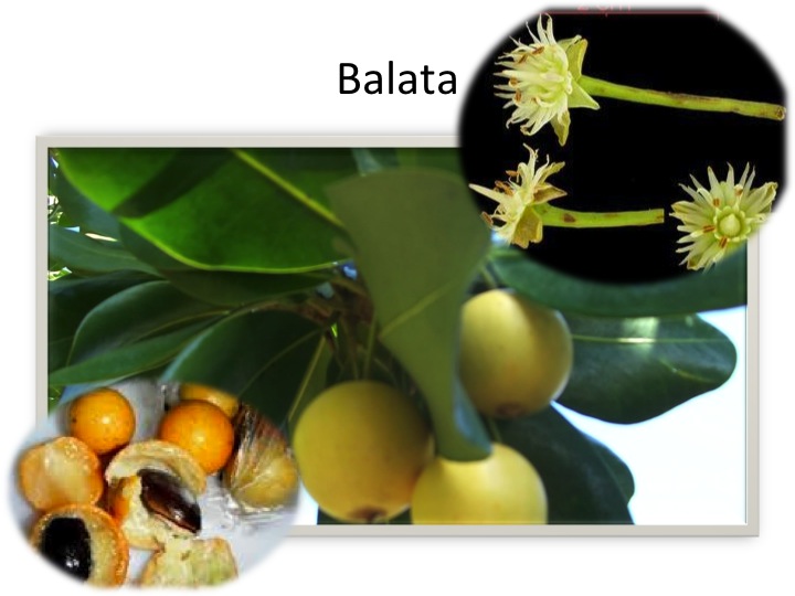 PAPÁBETO y CUCÚ: FRUTAS 09 Las frutas: lección infinita