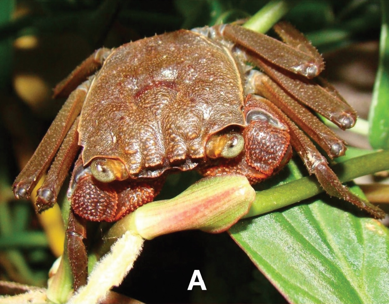 Sciency Thoughts: Geosesarma batak & Geosesarma tagbanua: Two new ...
