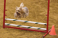 Maya and friends: Είναι το yorkshire terrier η σωστή επιλογή για εσάς