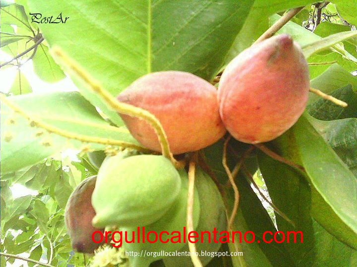 Orgullo Calentano: enero 2012