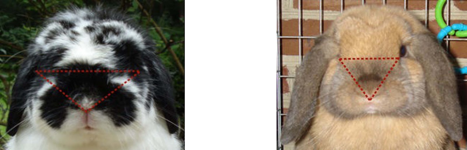 Kelinci Wong Kito: Mengenal Ciri Standard Holland Lop