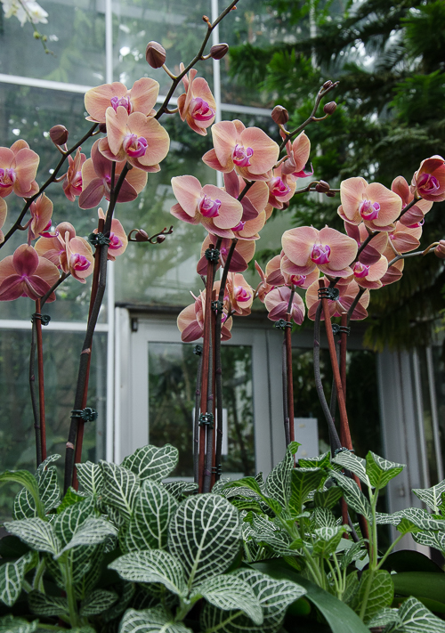 The Orchid Column: The Orchids of Orchid Daze
