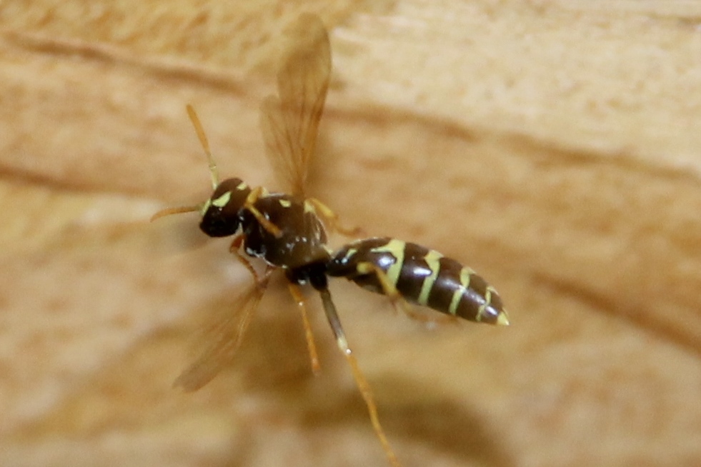 The Homestead Laboratory: Washing our Wasps