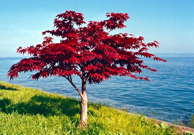 Tudásgalaxis: Miből van a juharszirup?