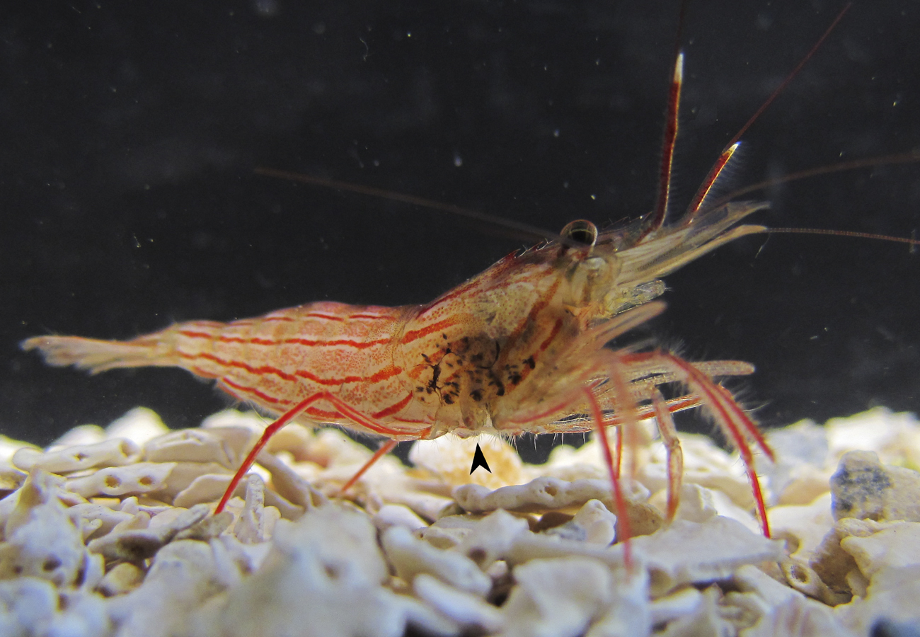Species New to Science: [Crustacea • 2020] A Revision of the Brazilian ...