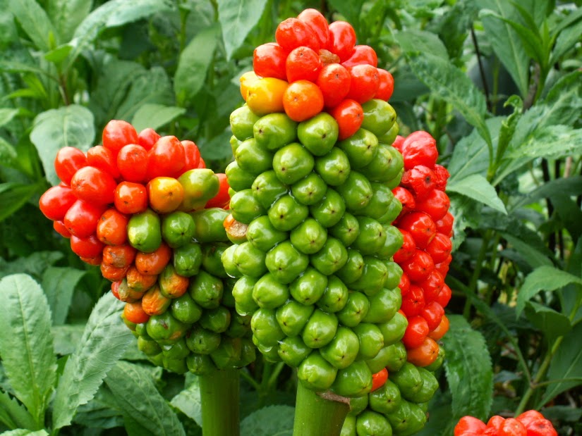 BotanikaSestao: Frutos silvestres tóxicos