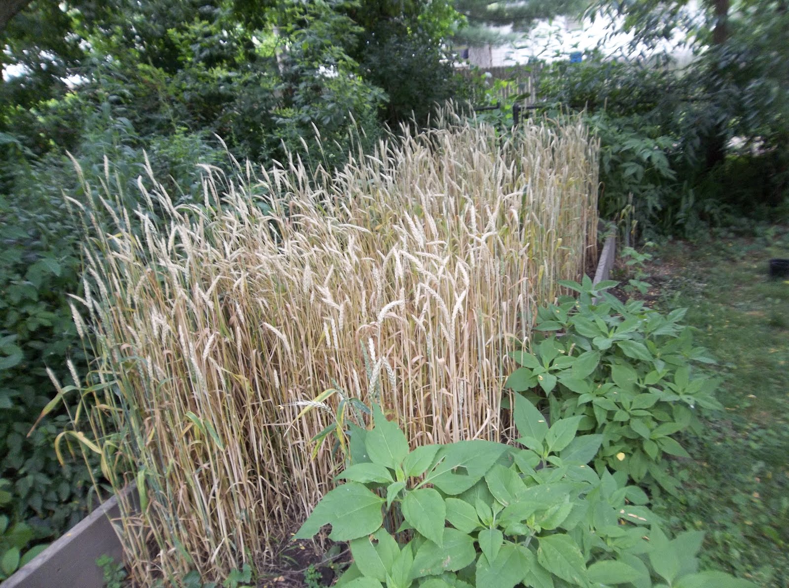 The Perennial Agriculturalist: backyard winter wheat