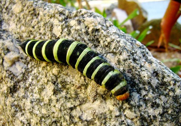 Diário das Lagartas