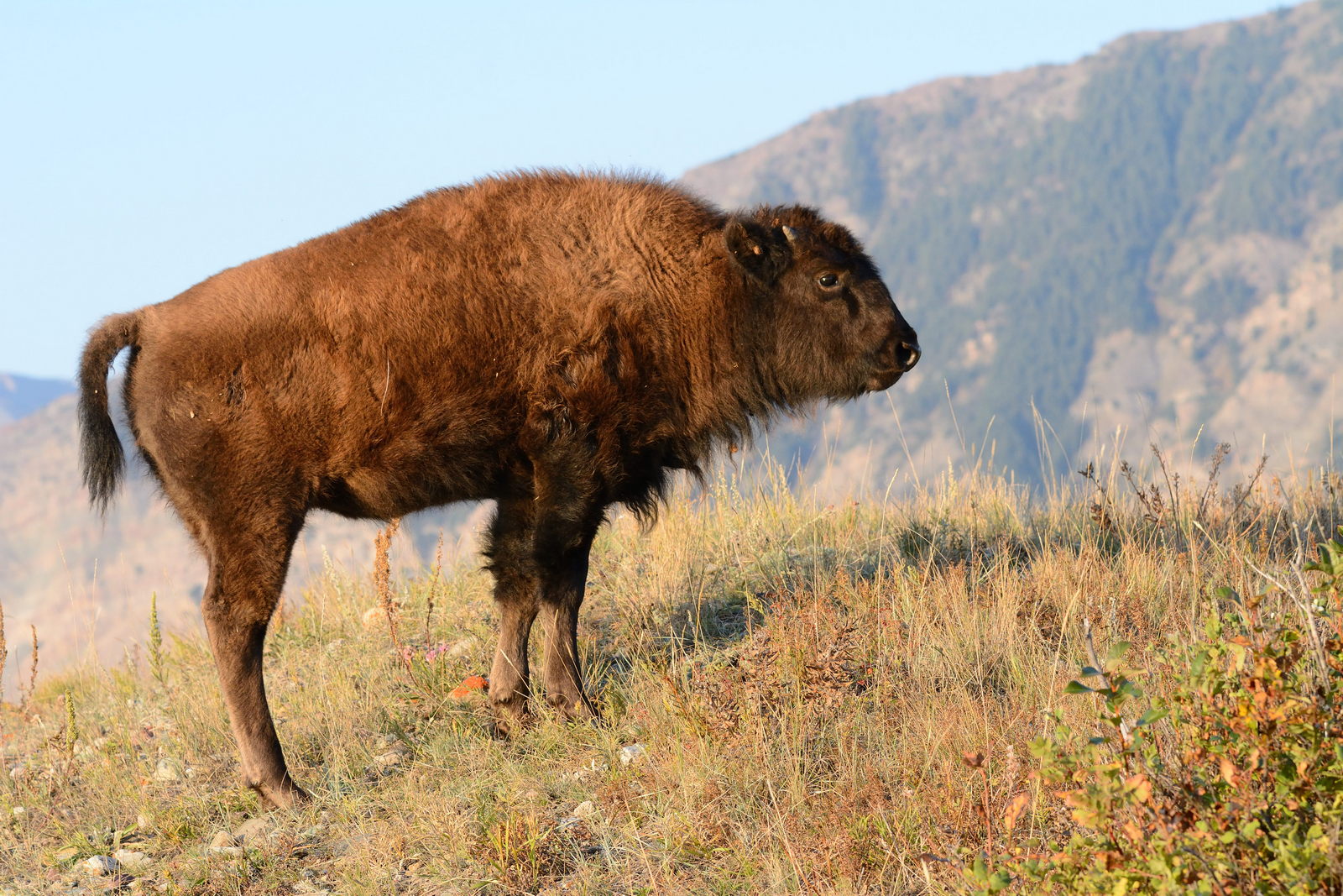 Turbo's Track and Photo Tour: Buffalo, Bears (20140925) Day one in ...