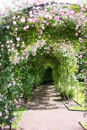 Rose walkway | MotherNature