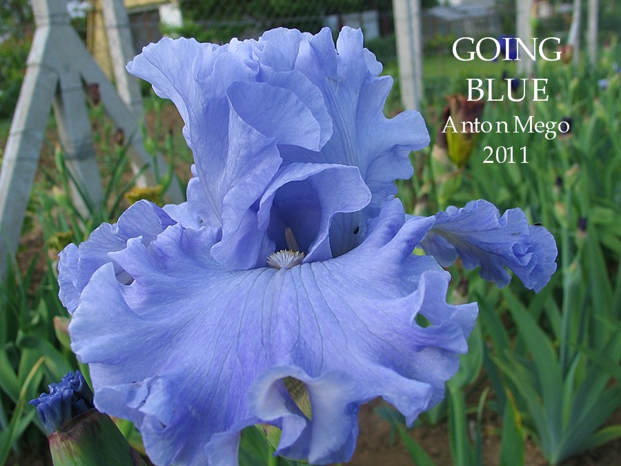 January 2012 ~ HERITAGE IRISES