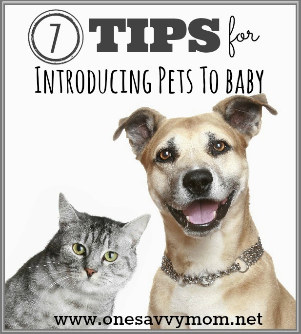 One Savvy Mom ™ | NYC Area Mom Blog: 7 Tips For Introducing Pets To ...