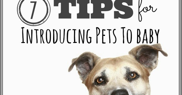 One Savvy Mom ™ | NYC Area Mom Blog: 7 Tips For Introducing Pets To ...