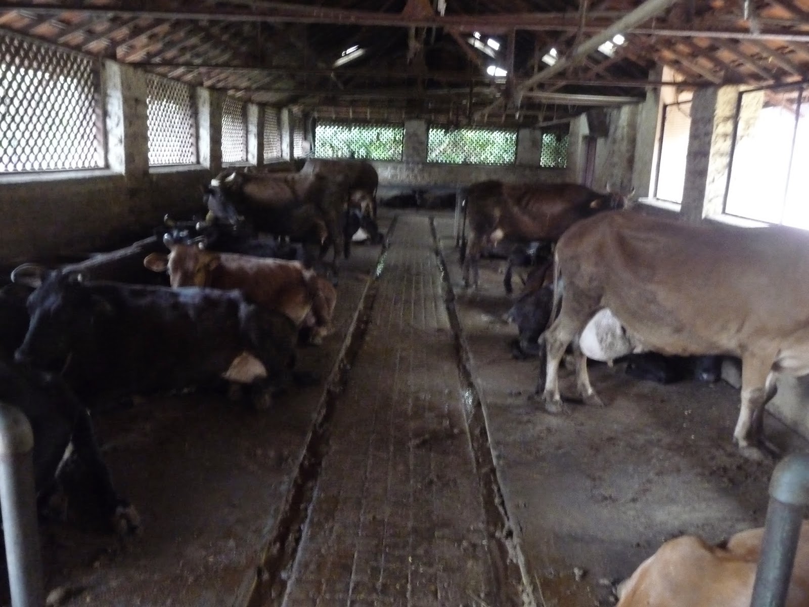 Goshala near Wai | The journey of a thousand miles begins with one step