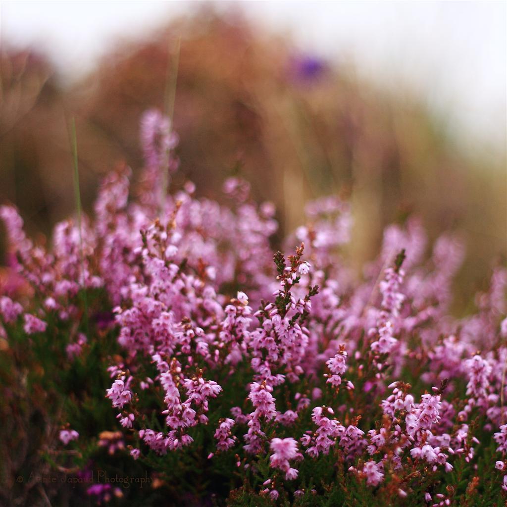 VRATSAGIRL a girl with a camera: Heather in the summer grass