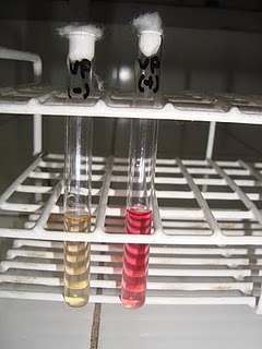 indah jayanti kumalasari: Uji Biokimia