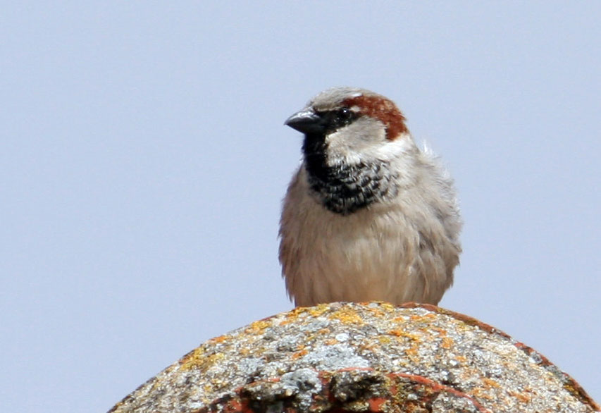 UN LUGAR PARA LAS AVES: GORRIONES