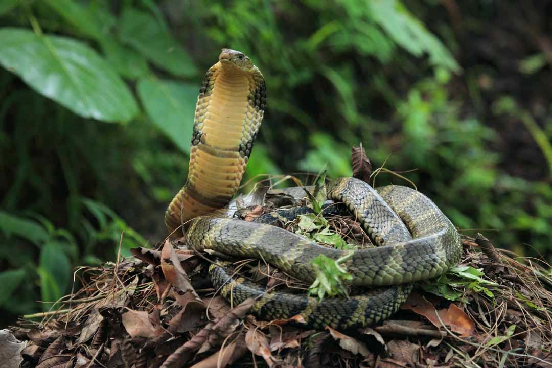 Common Snakes of South India & Information on Snakebites