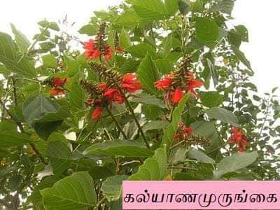 Trees- Banyan, Arasan, Bamboo, Jack, Nochi, Karuvel, Kodukka, Tamrid, neem