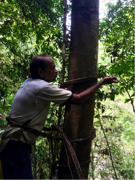 Learning to Live Peace: Tapping Kithul Palm