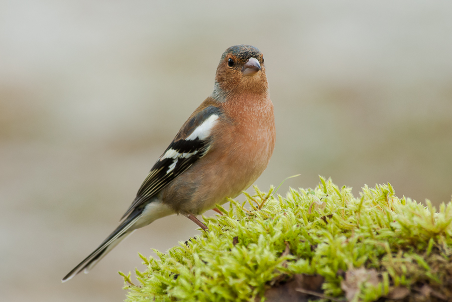 Fotografía de Naturaleza y Viajes: Paseriformes - Passerines (II)