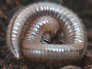 Variety of Life: March 2015