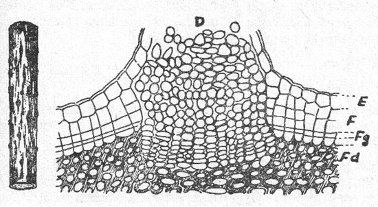 BOTANİK LABORATUVARI