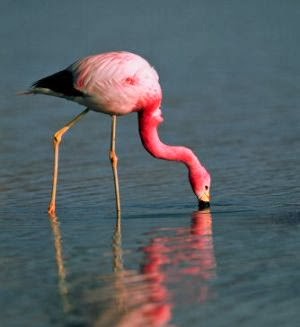 Flamingo - some facts | Facts About All