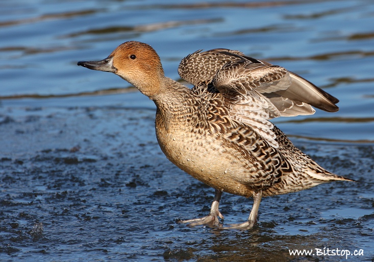Bitstop: Northern Pintail Ducks