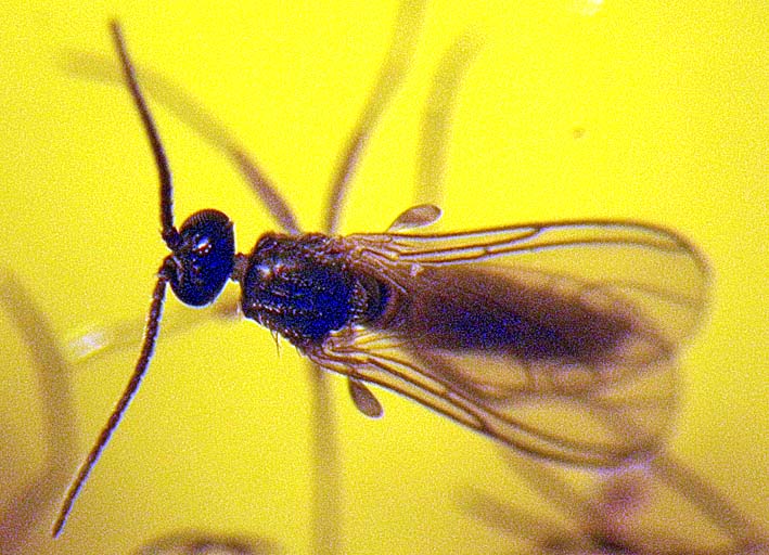 Beyond the Human Eye: Fatal Attraction