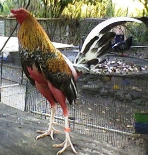 VER GALERIA DE FOTOS DE GALLOS DE PELEA DEL MUNDO: EL MEJOR GALLO DE ...