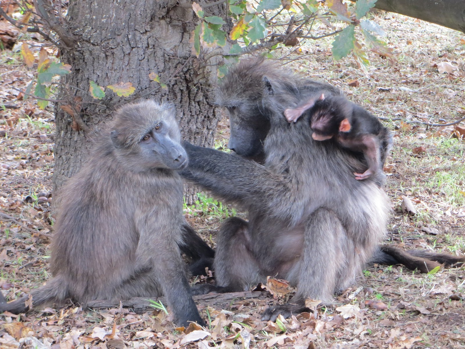 The Adventures of an Aspiring Primatologist: Chacma Baboon Behavior