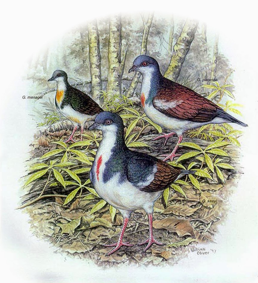 Sulu and Tawi-Tawi Biodiversity: Bleeding-Heart Conservations Programme