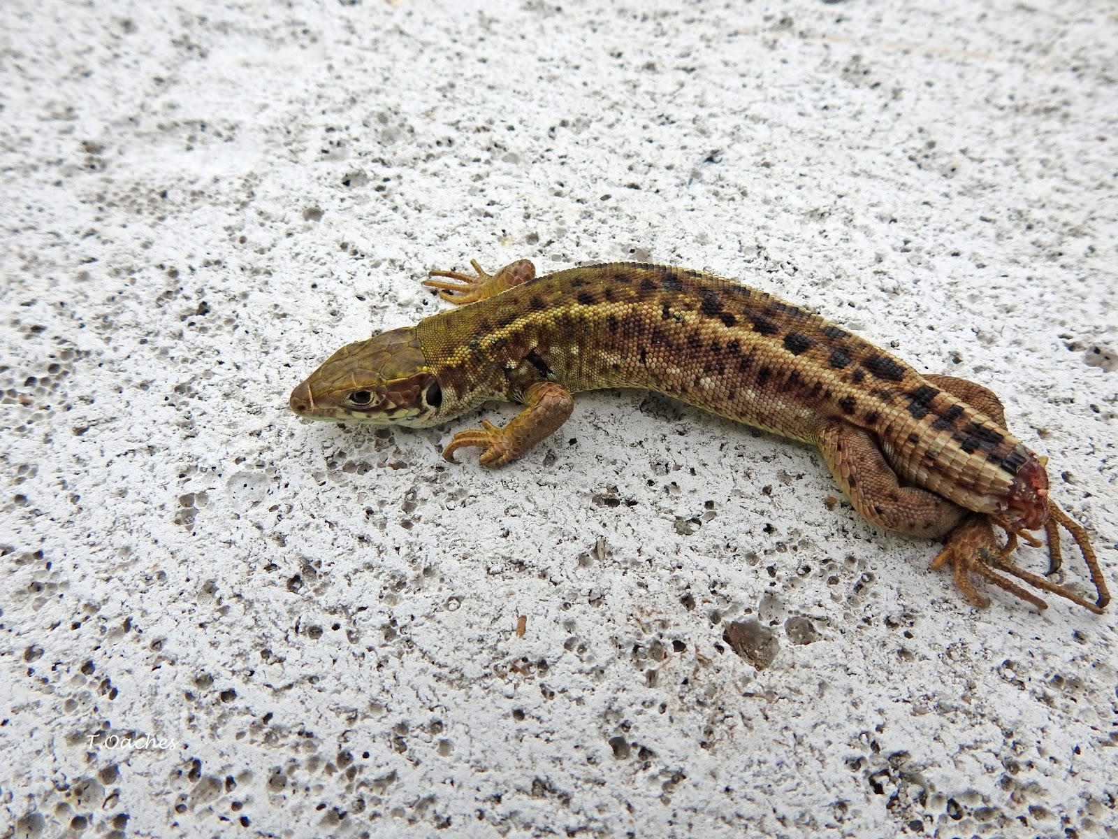 PASARI DIN ROMANIA: REPTILE ( 2 ), Soparle