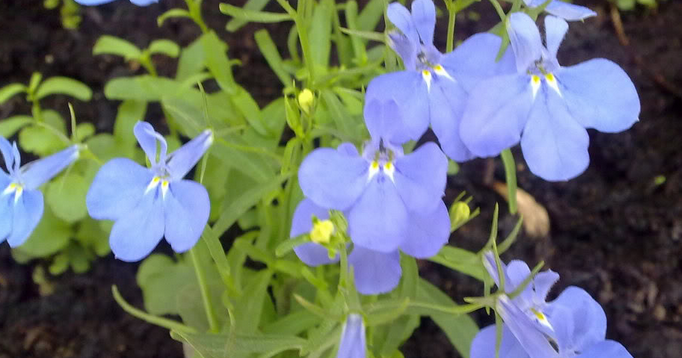 Inspirasi 31+ Ciri Ciri Tanaman Hias Lobelia