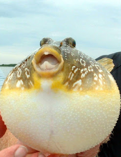 GALLERY FUNNY GAME: Humorous cool fish, joke cool fish, hilarious cool fish