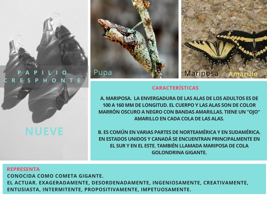 Clasificación de Crisálidas