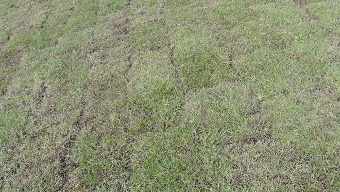 GoGardenNow - The Gardening Blog: A bad job of laying sod.