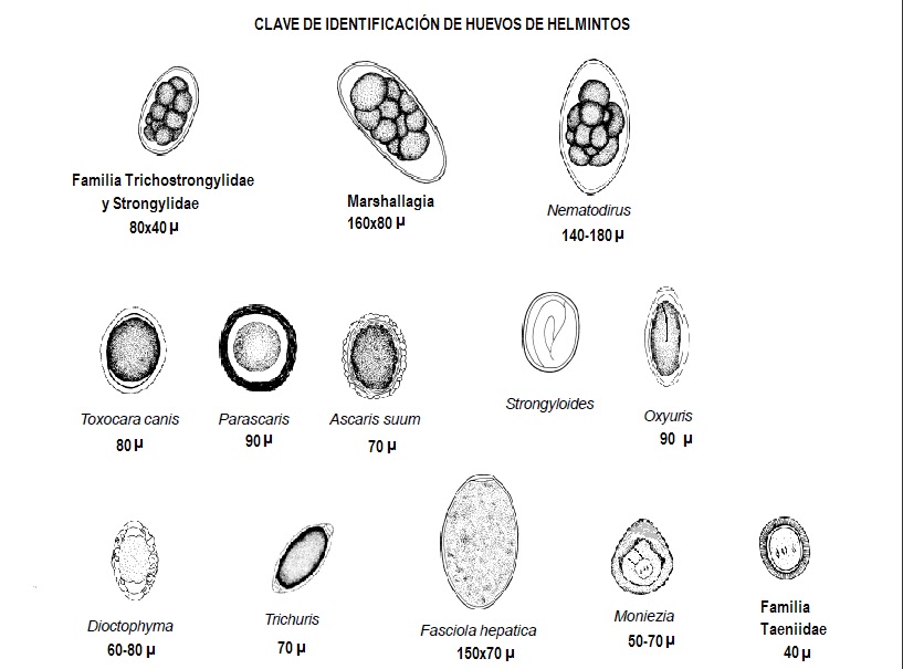 MICROBIOOLOGIA Y PARACITOLOGIA : HELMINTOS Y ENFERMEDADES DE HELMINTOS