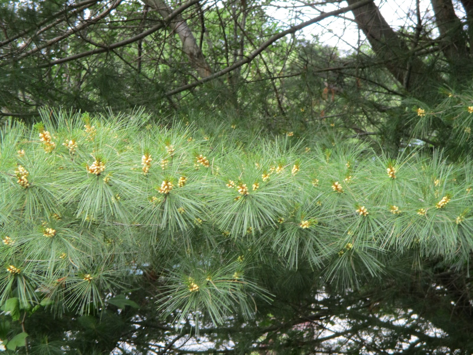 Art's Bayfield Almanac: WHITE PINE POLLEN