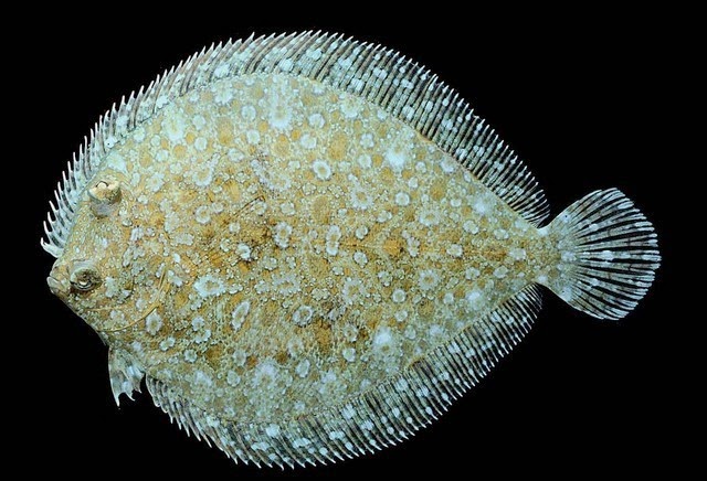 Artes de Pesca: PLEURONECTIFORMES