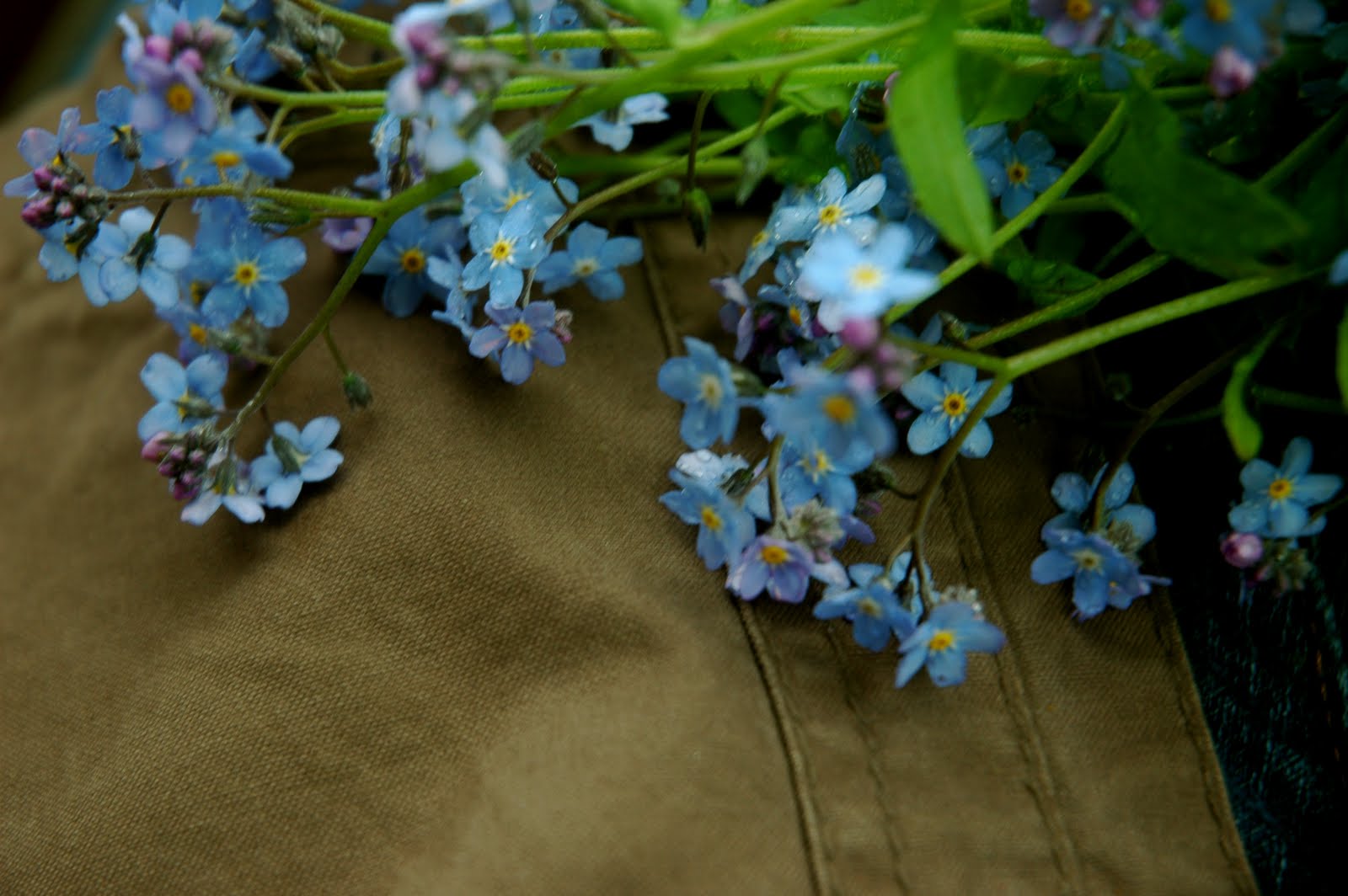 la porte rouge: forget me knots