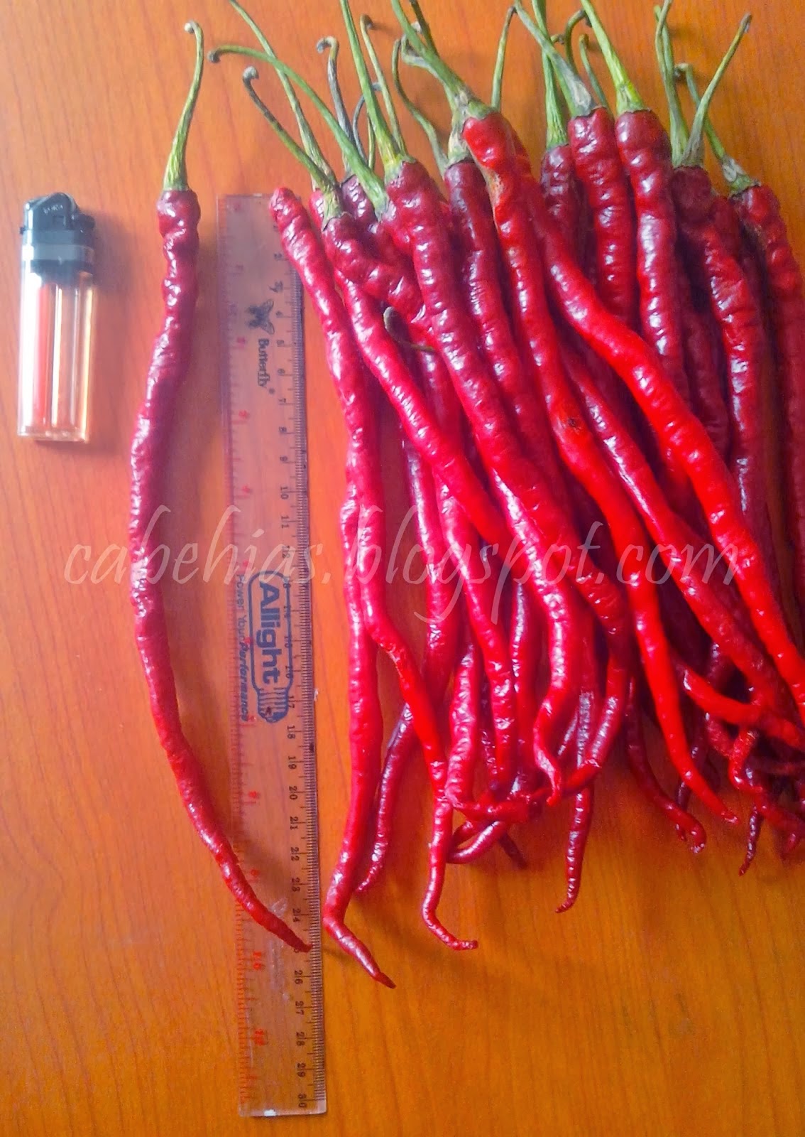 ANEKA BENIH TANAMAN: Benih Cabe Kopay