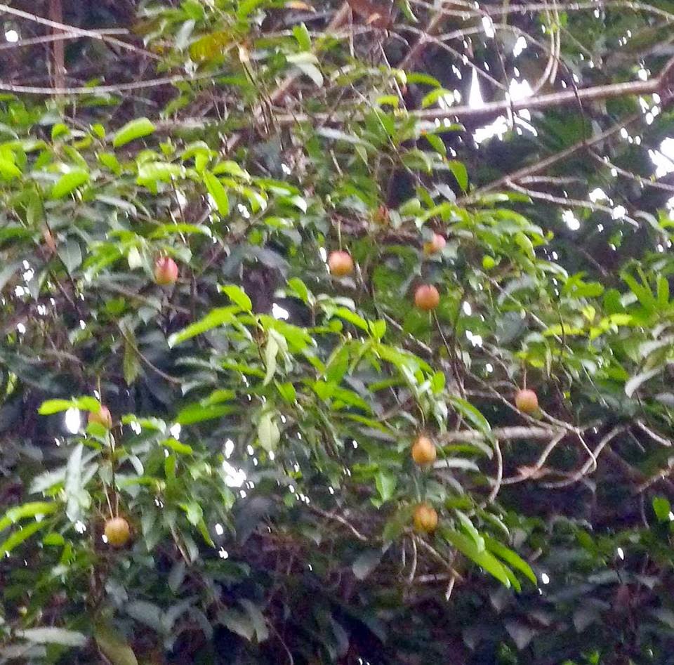 Tren Gaya 38+ Gambar Pokok Buah Buahan