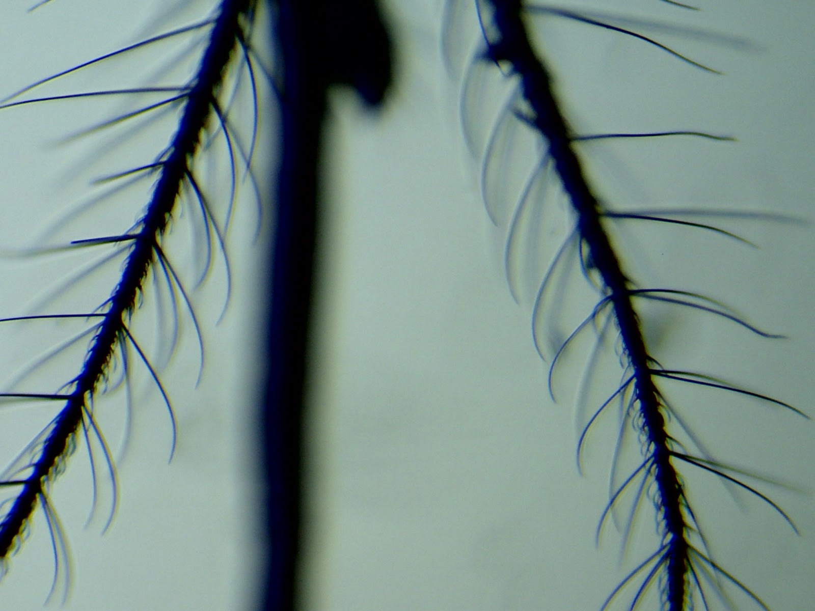 World Under Microscope