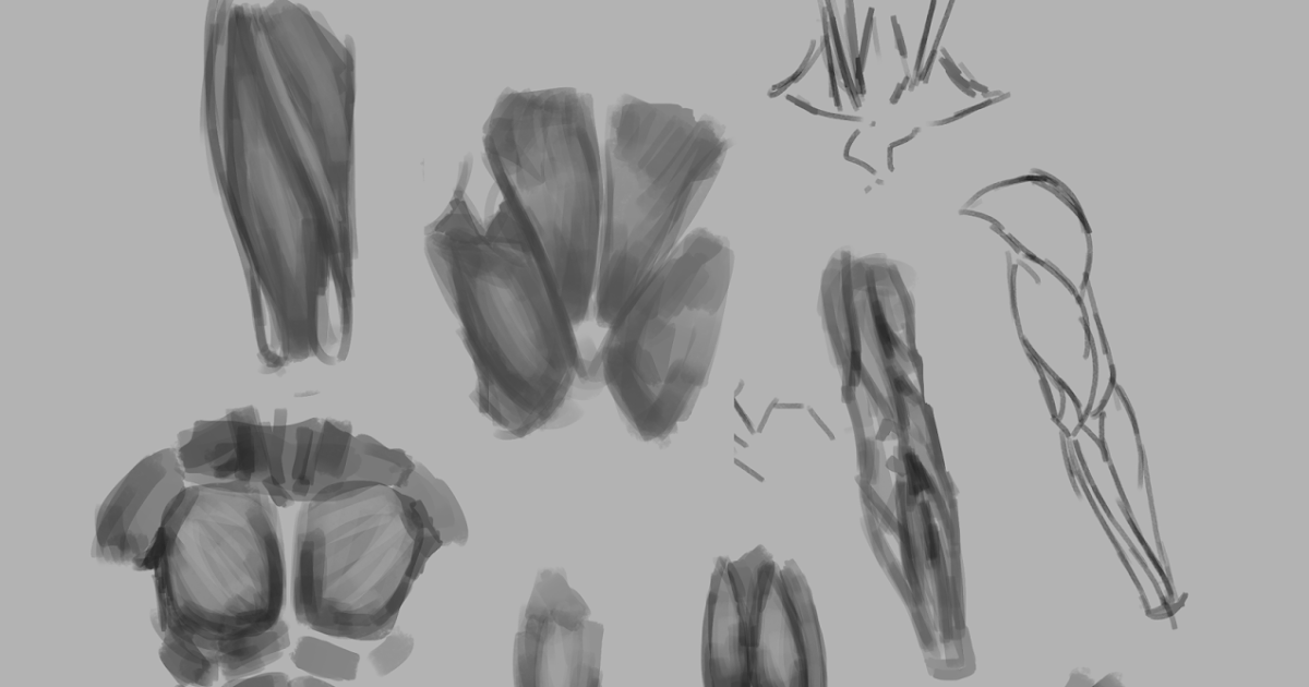 Connor Wright CGA: [Visual Design] Muscle Anatomy Part 1