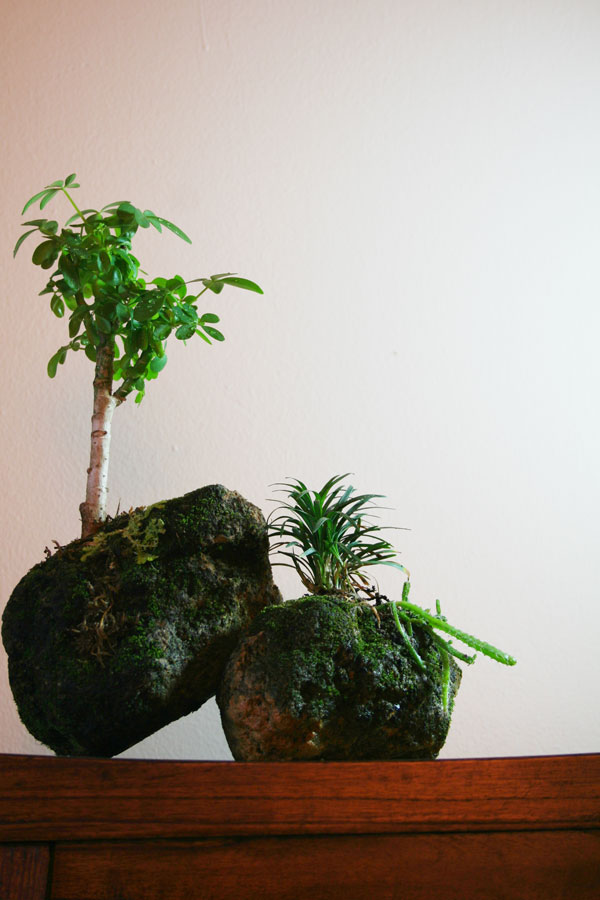 The Rainforest Garden: Make Your Own Miniature Mountaintop