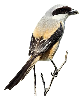 Gambar Burung Cendet (Pentet) Png